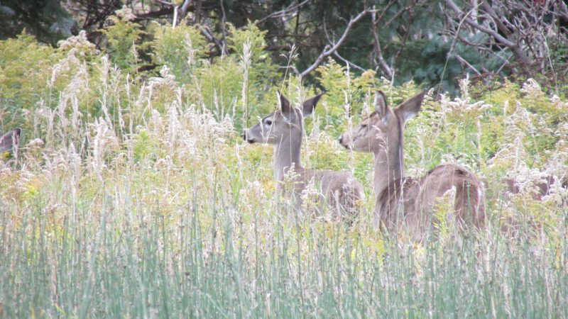 December marks last chance at 2022 Pure Michigan Hunt prize | News ...